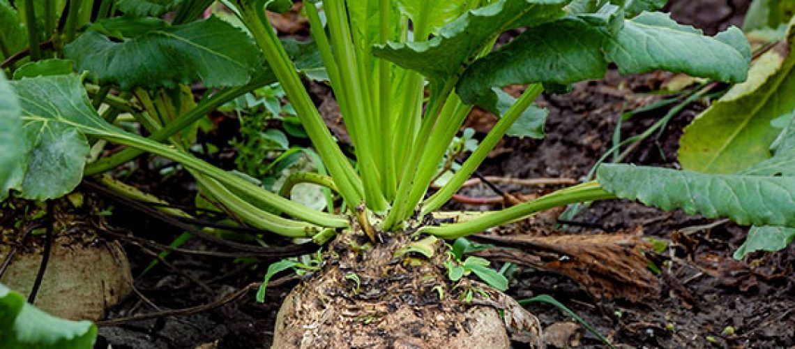 The Sugarbeet Growers Association Story